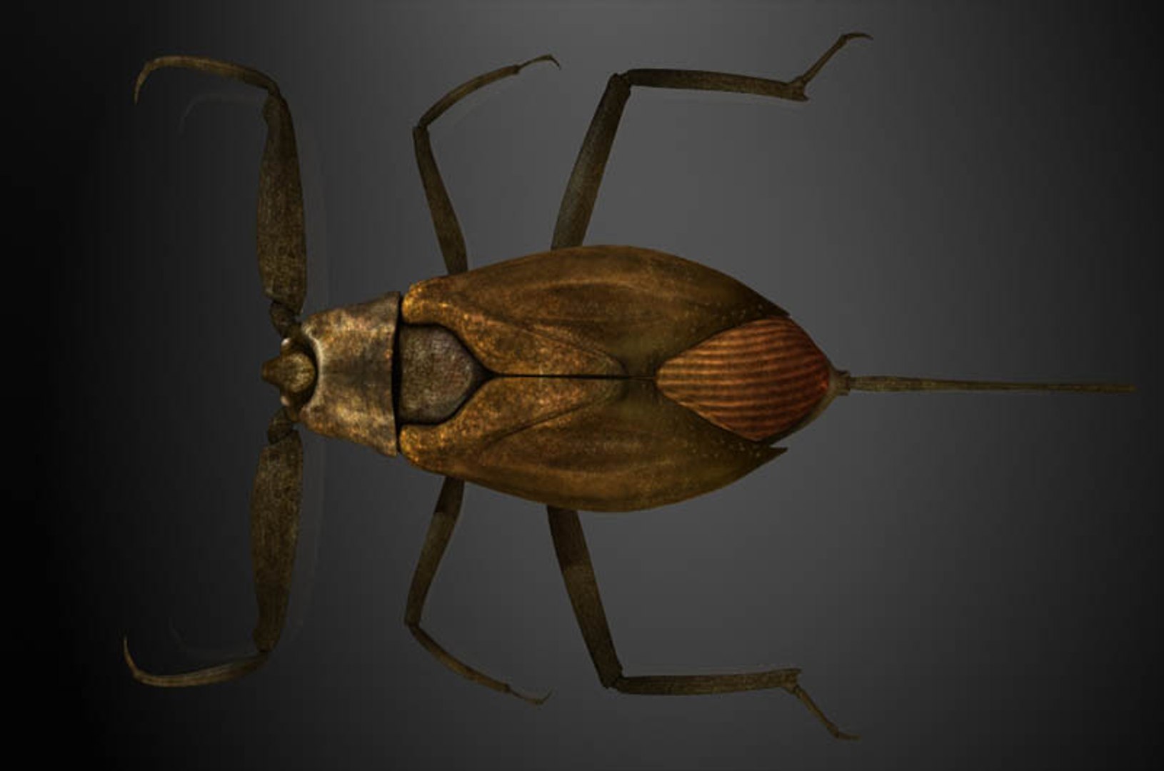 3D nepidae insects - TurboSquid 1324084