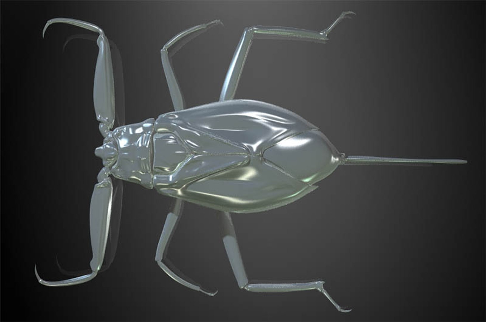 3D nepidae insects - TurboSquid 1324084
