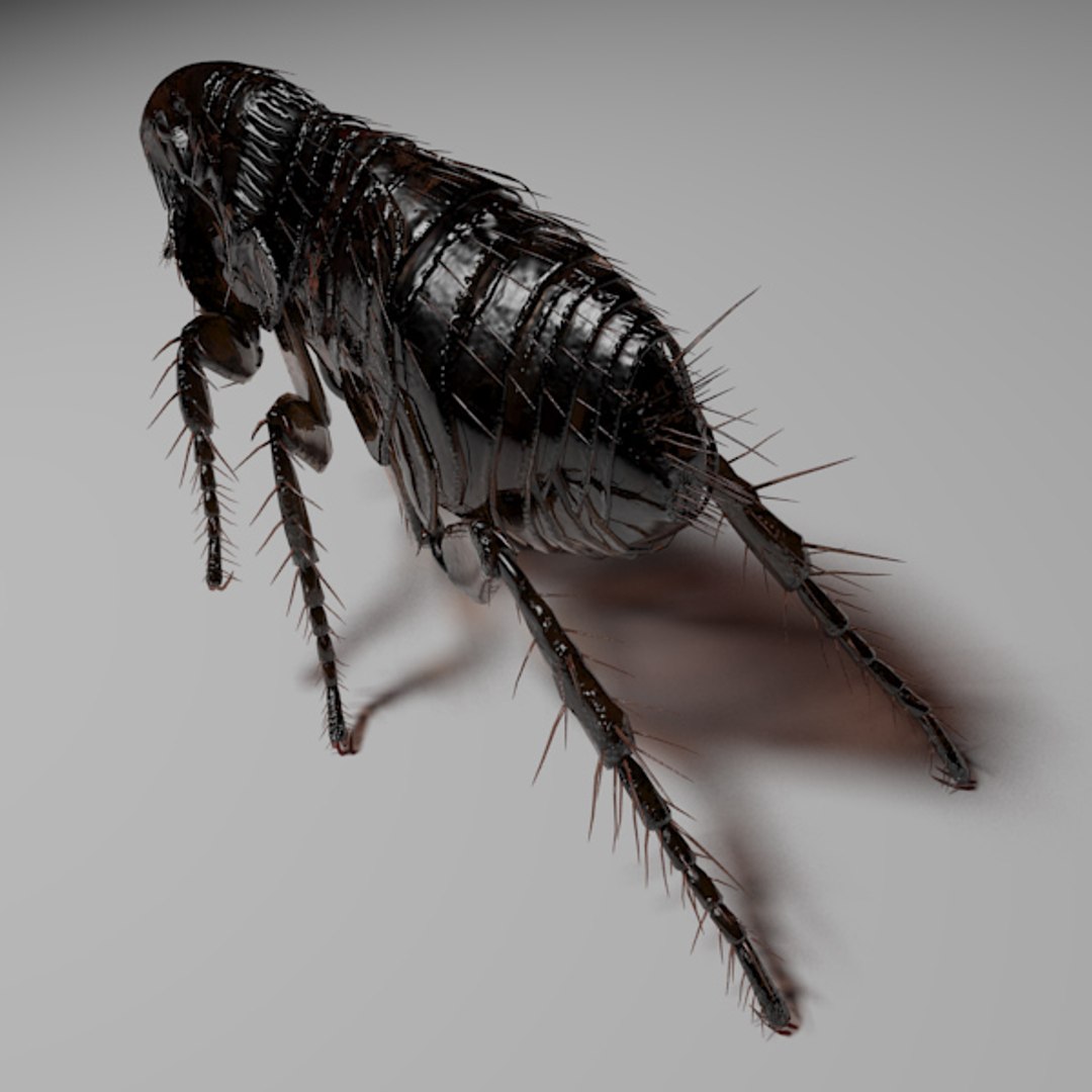 maya flea