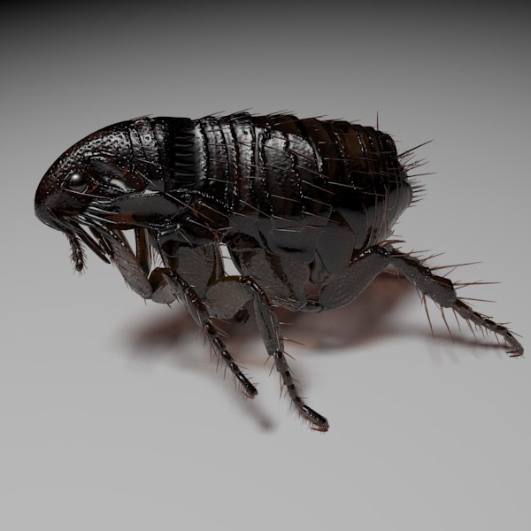 Flea 3D Models for Download | TurboSquid