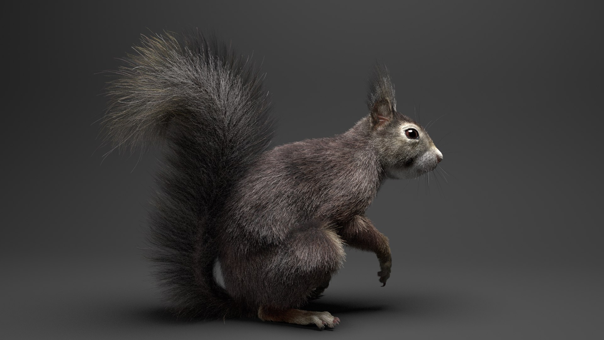 3D Gray Squirrel Rigged - TurboSquid 2414272