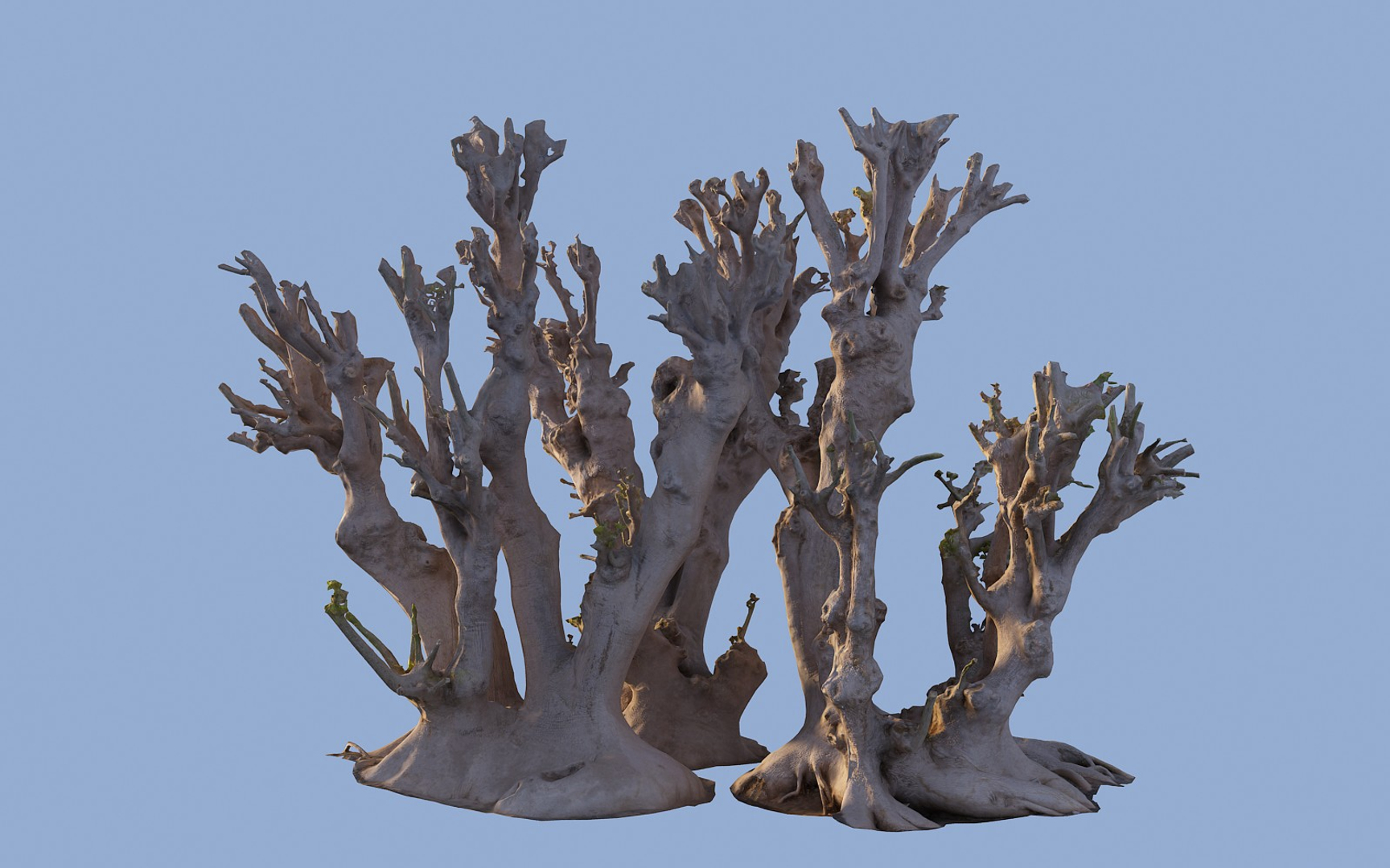 3d Scan Forest