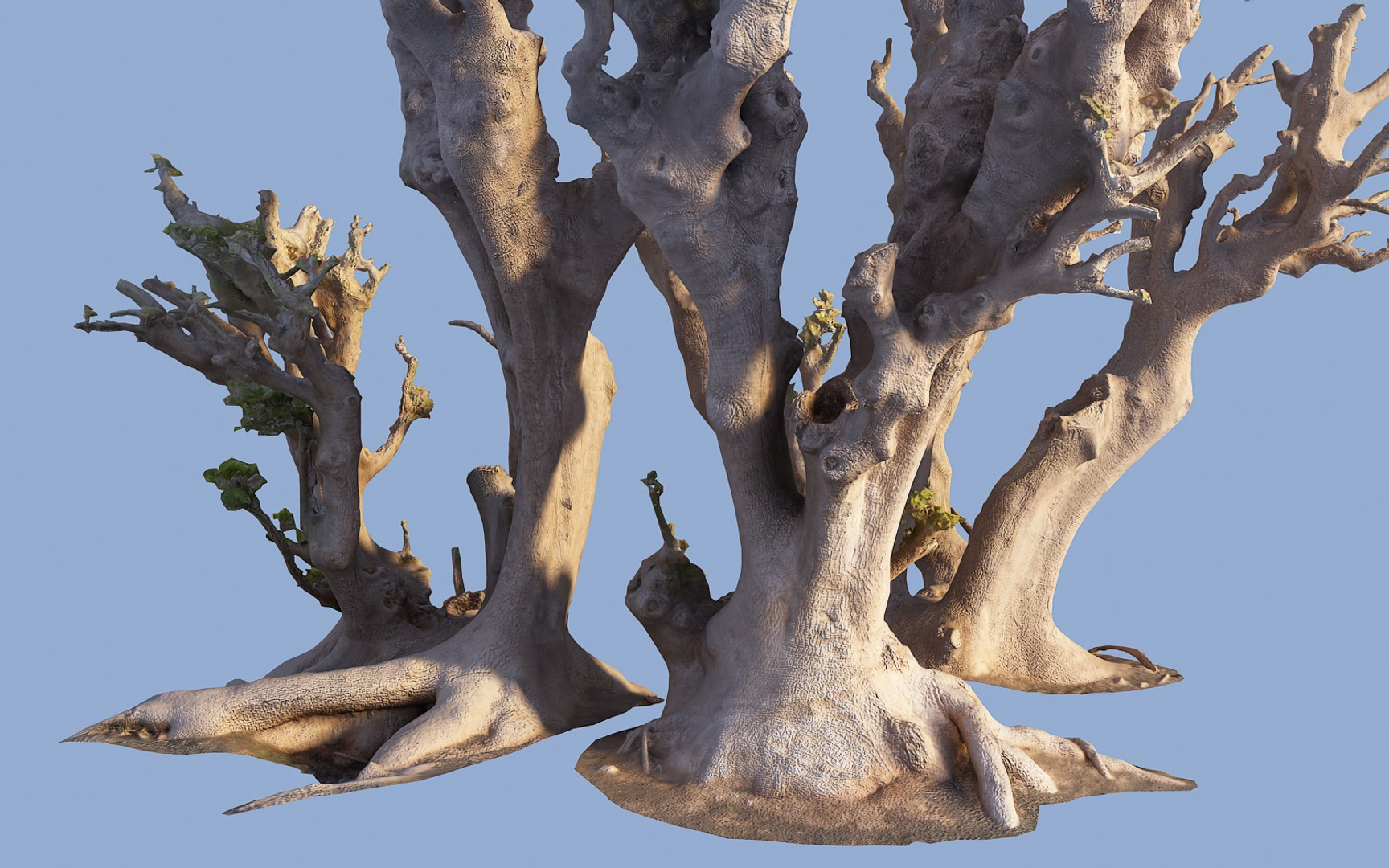 3d Scan Forest