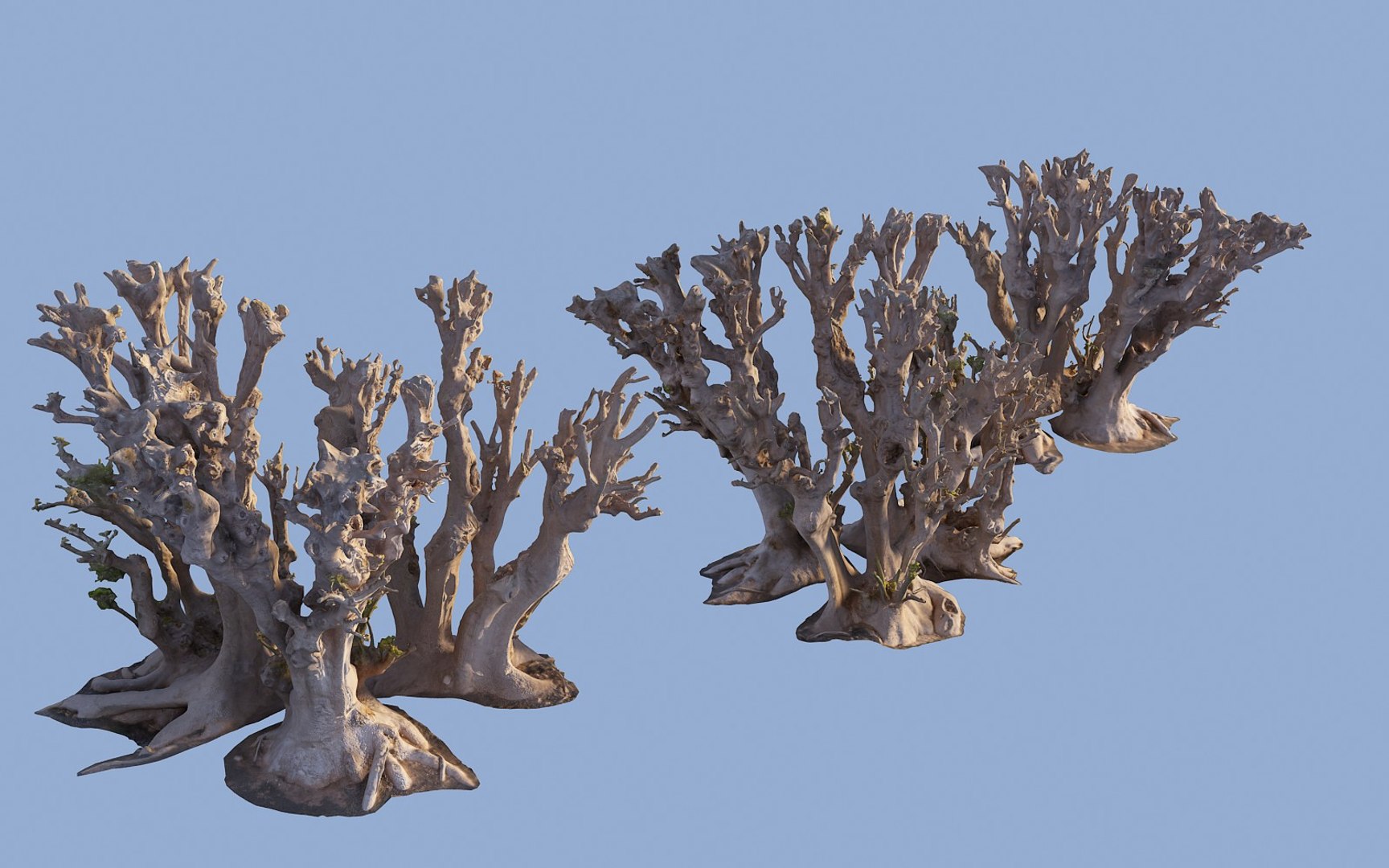 3d Scan Forest