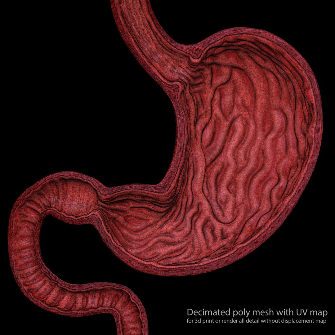 Stomach Cross Section Anatomy 3D Model - TurboSquid 1288292