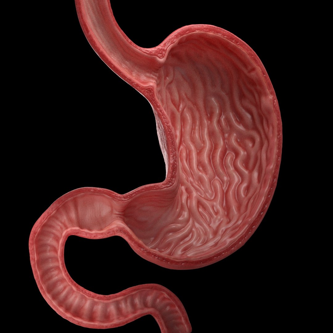 Stomach Cross Section Anatomy 3D Model - TurboSquid 1288292