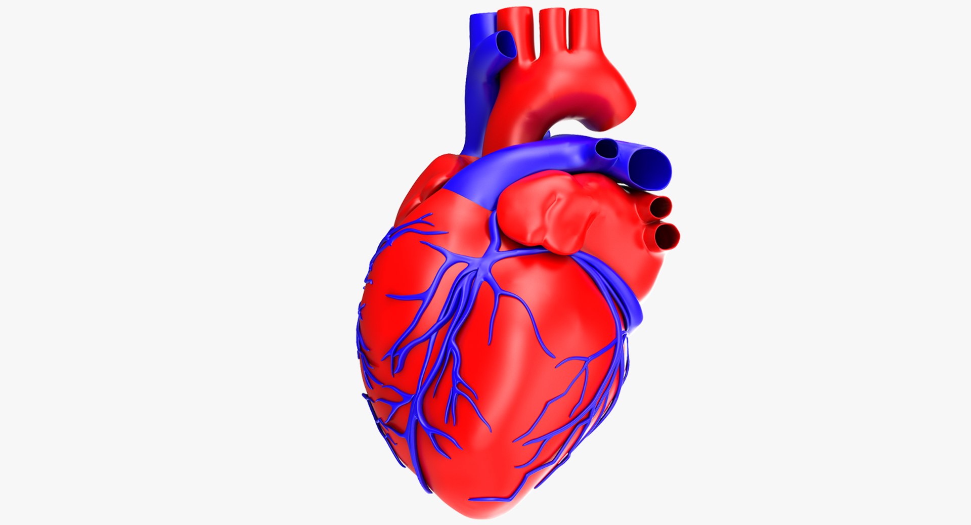 Human Heart 3D Model - TurboSquid 1363238