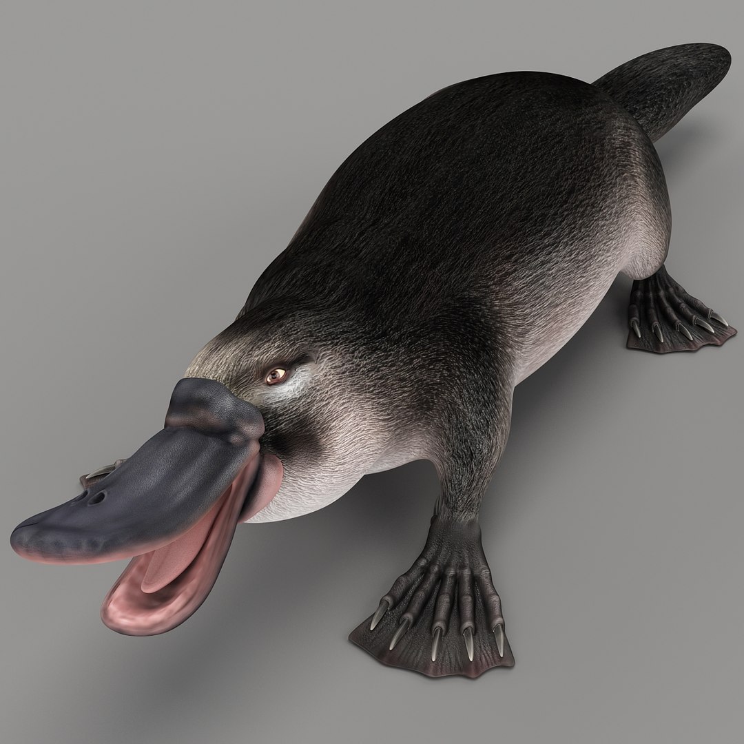 3d platypus rigged