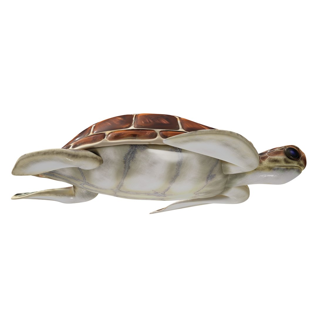 3D Sea Turtle - TurboSquid 2271453