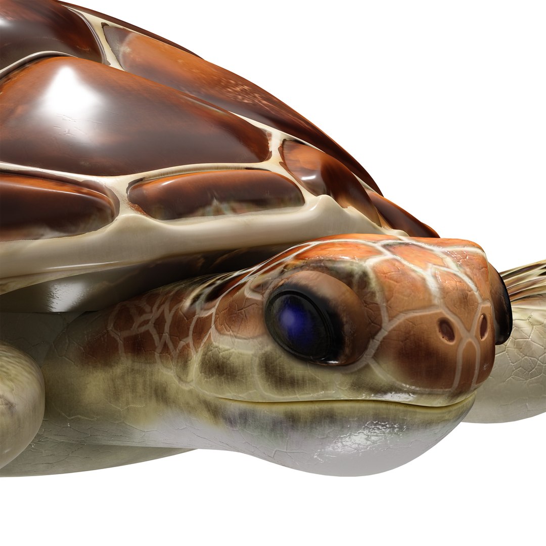 3D Sea Turtle - TurboSquid 2271453