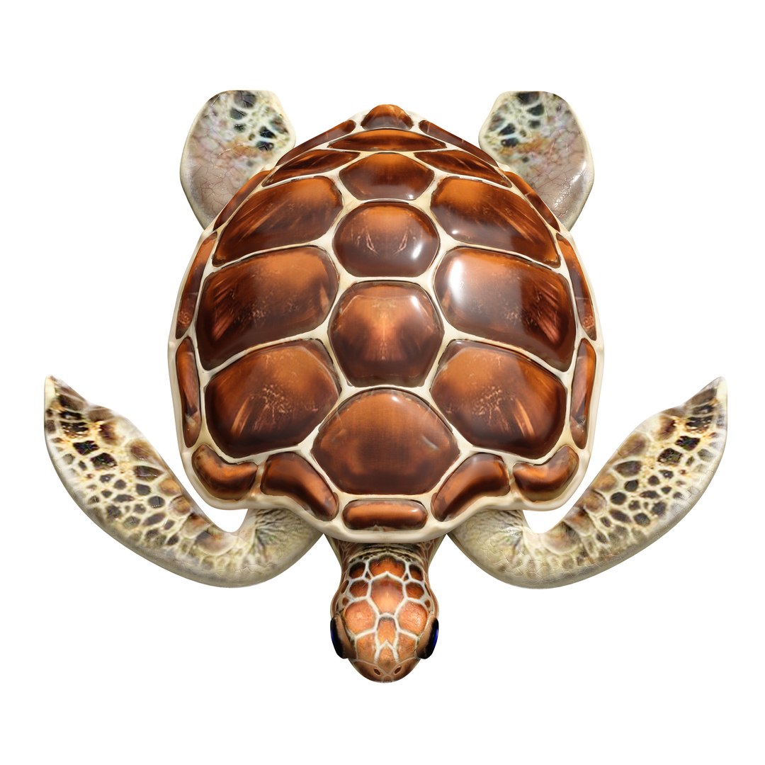 3D Sea Turtle - TurboSquid 2271453