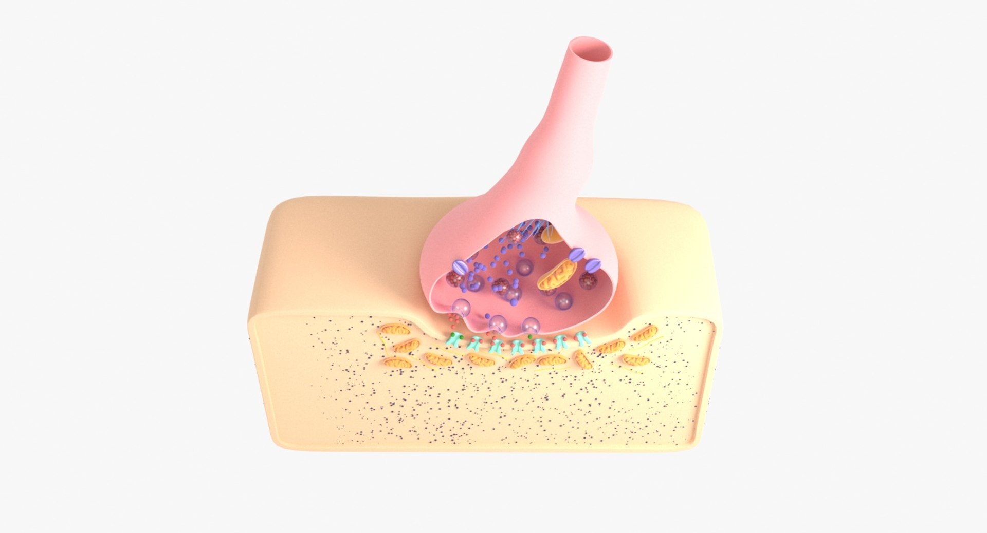 Synapse Cross Section Model - TurboSquid 1398080