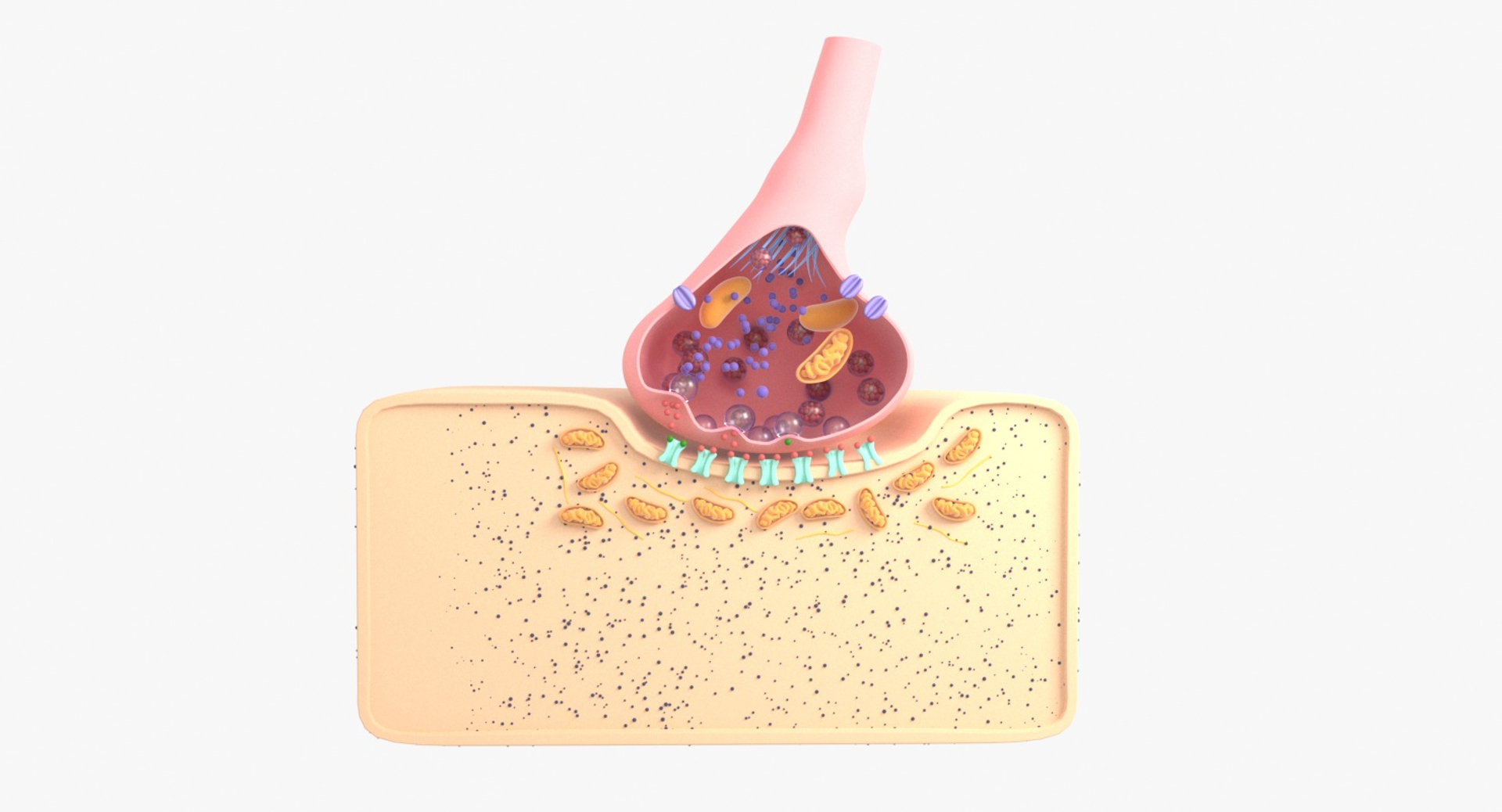Synapse Cross Section Model - TurboSquid 1398080