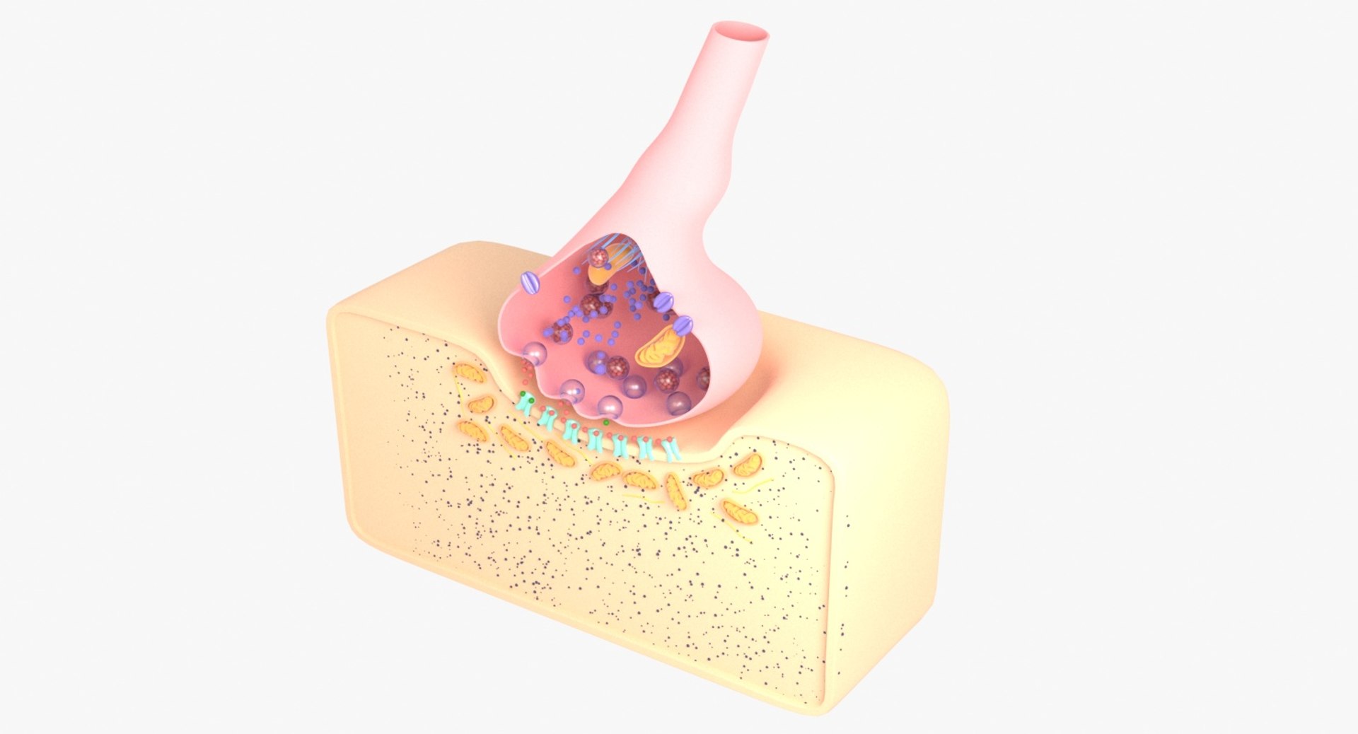Synapse Cross Section Model - TurboSquid 1398080