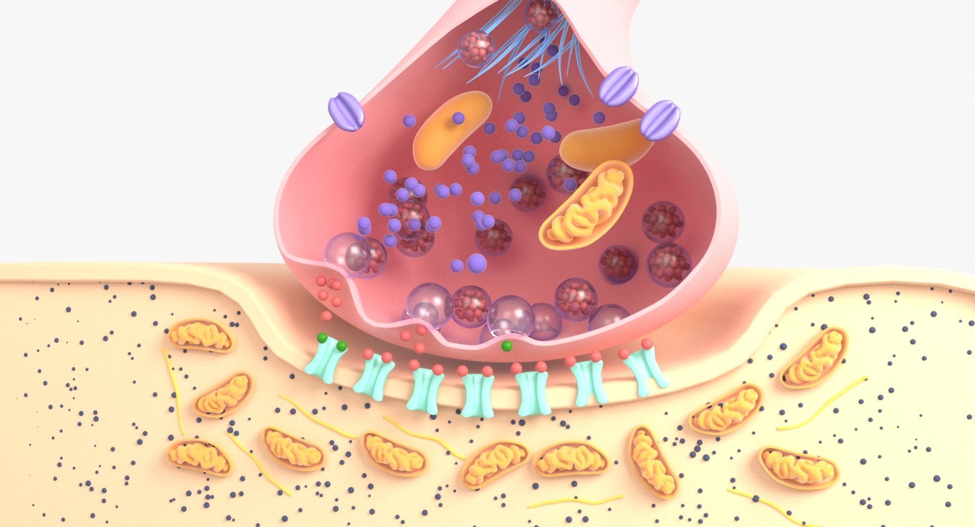 Synapse Cross Section Model - TurboSquid 1398080