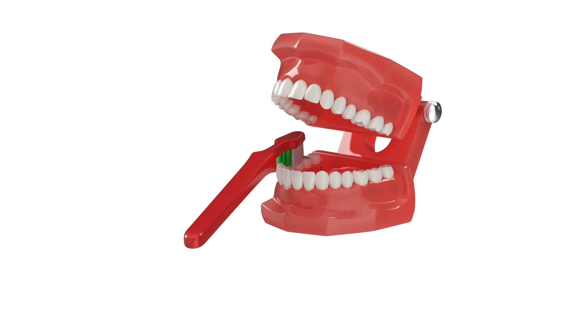 3D Dental Model With Toothbrush - TurboSquid 2343336