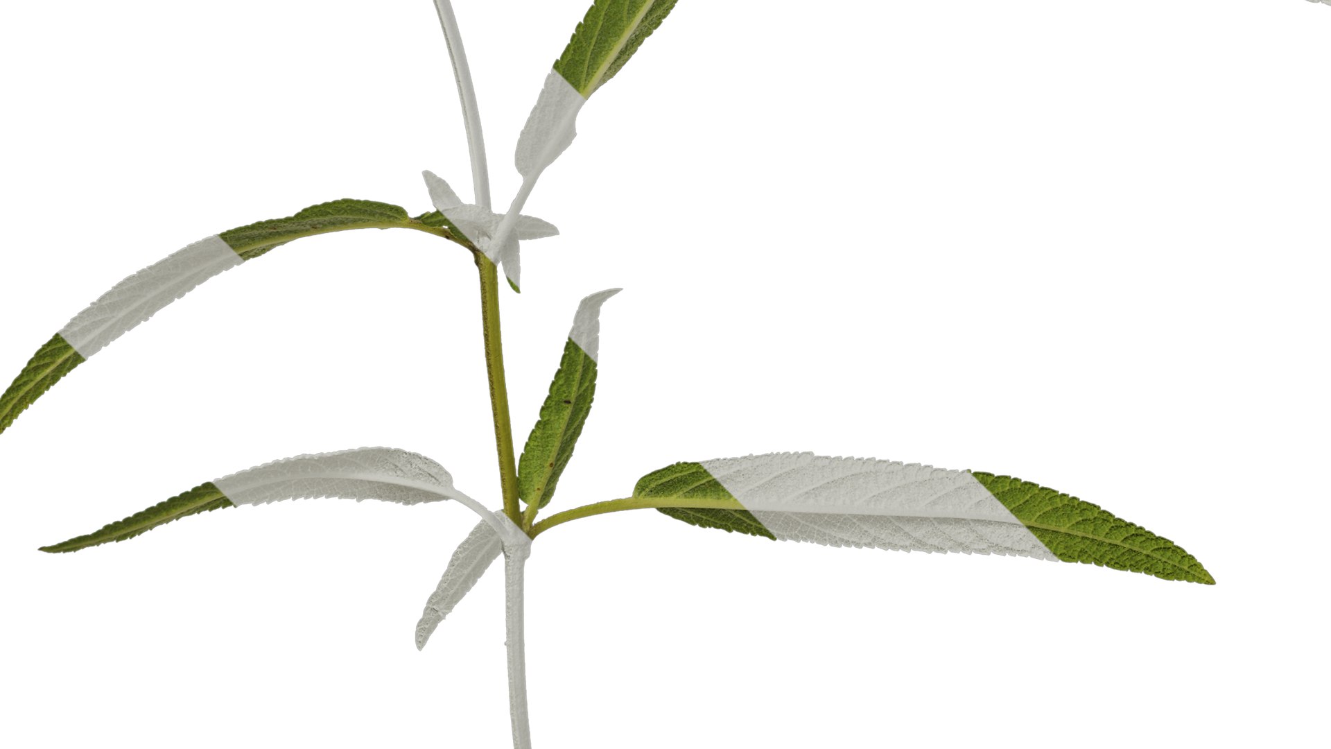 Anydrafts Salvia Leucantha Danielles Atlas 01 Textures 3D - TurboSquid ...