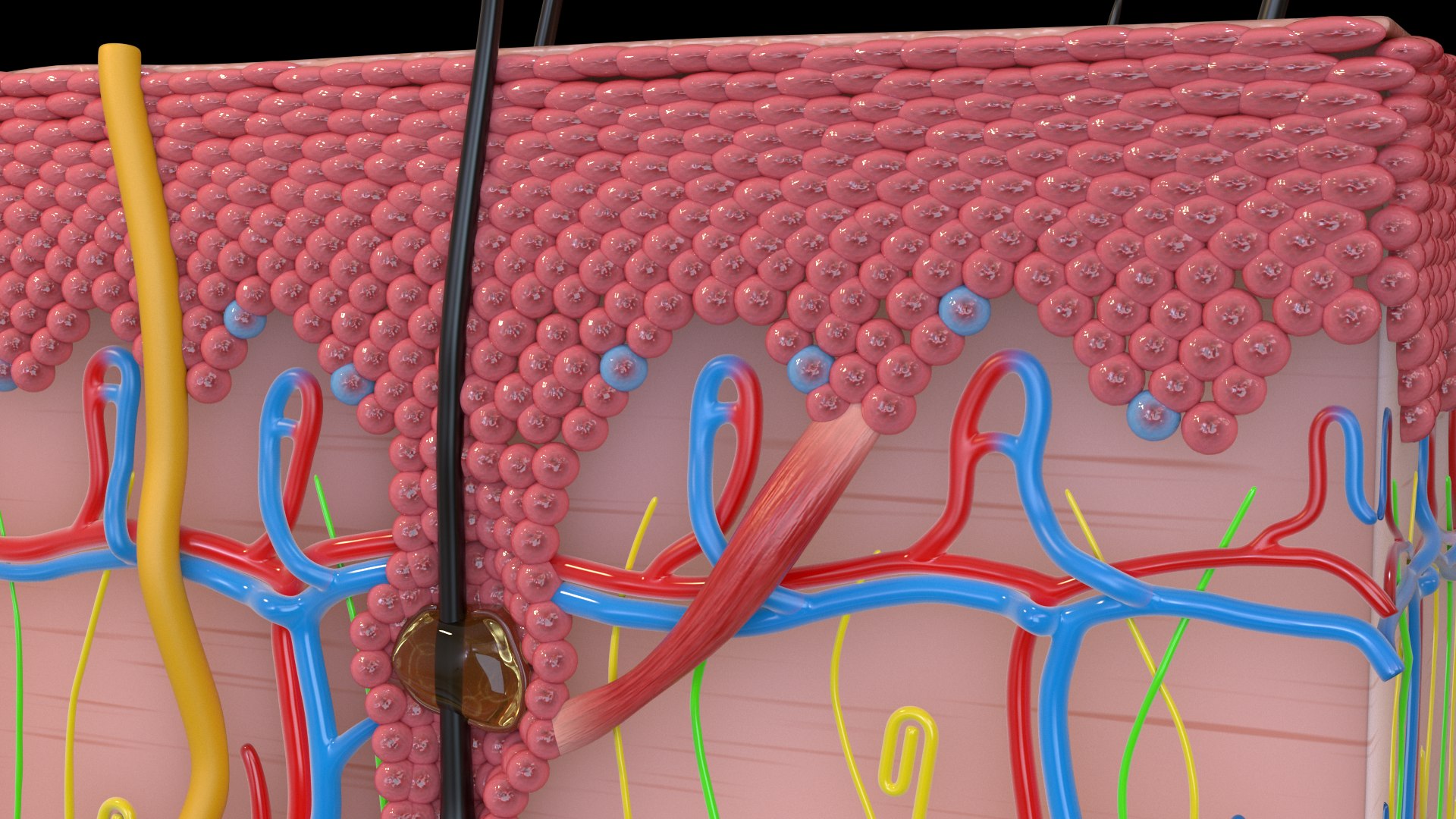 3D Skin Structure Model - TurboSquid 2431692