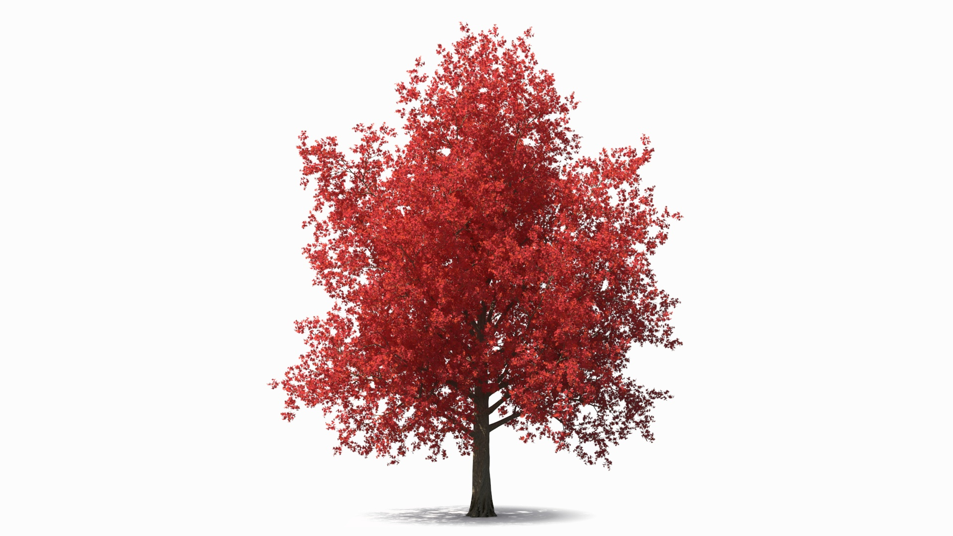 Autumn Maple Tree 3D Model - TurboSquid 2193357