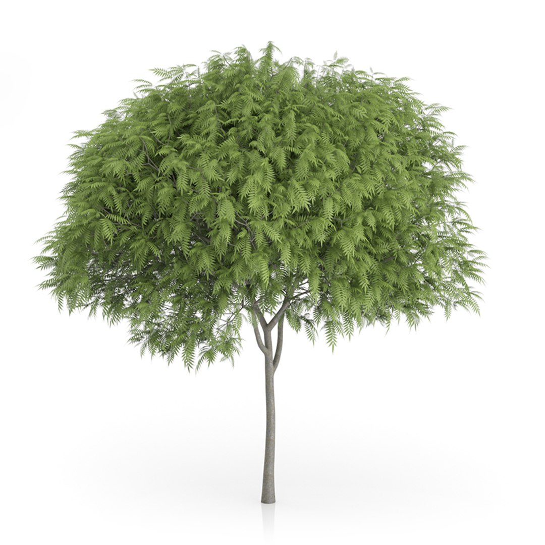 3d Model Staghorn Sumac Tree Rhus