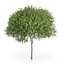 3d Model Staghorn Sumac Tree Rhus