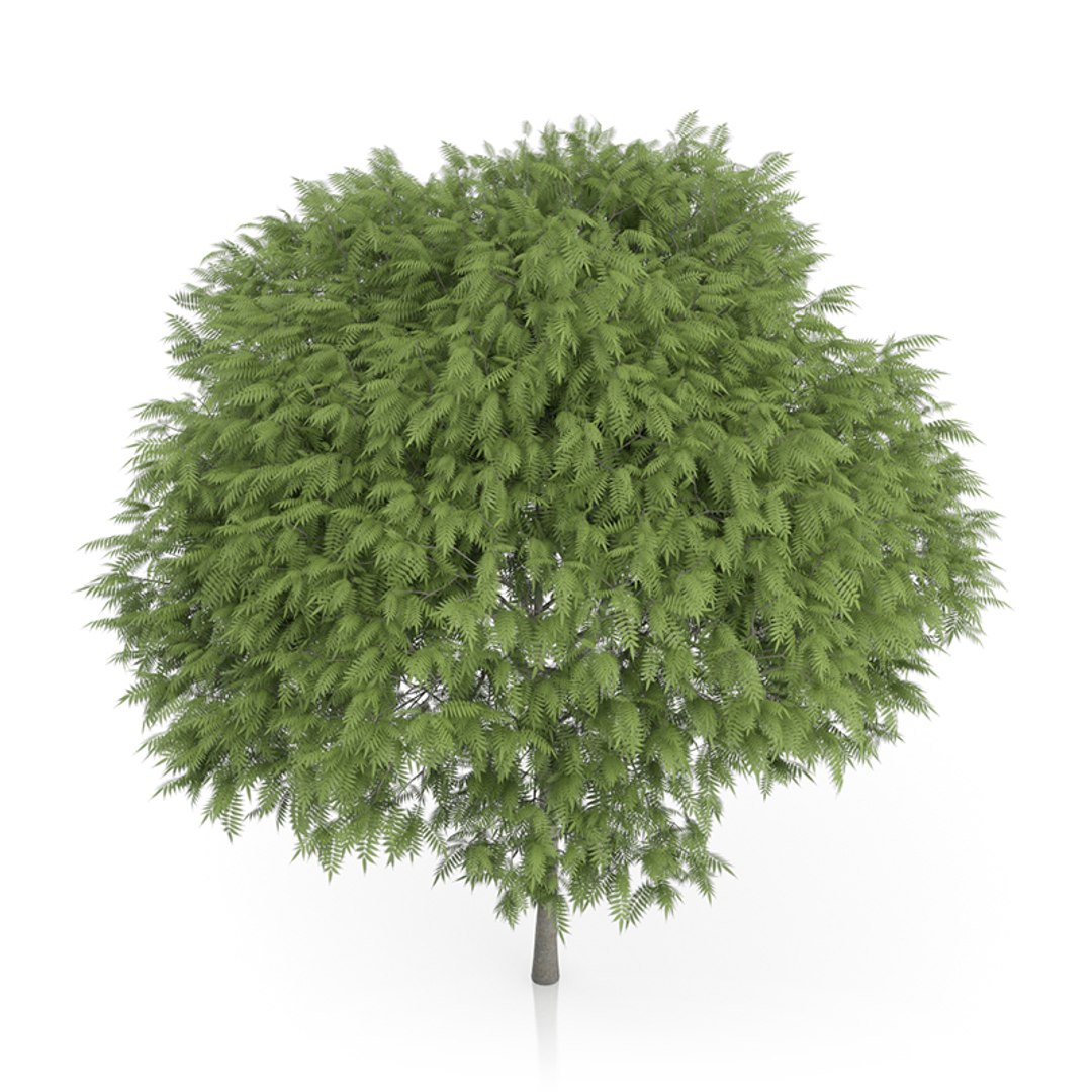 3d Model Staghorn Sumac Tree Rhus