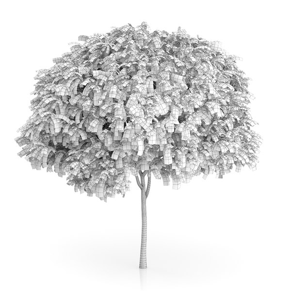 3d model staghorn sumac tree rhus