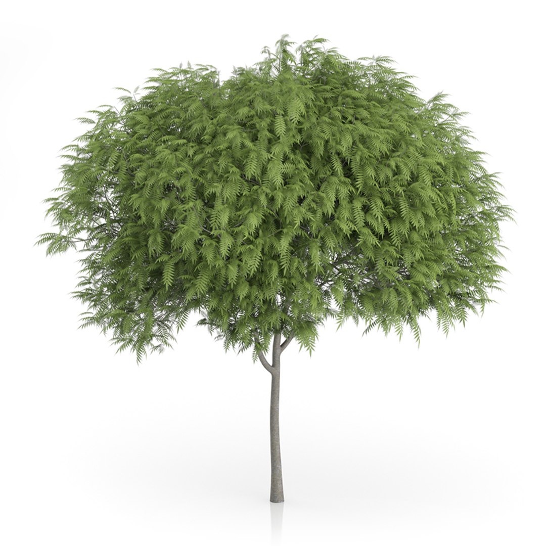 3d Model Staghorn Sumac Tree Rhus