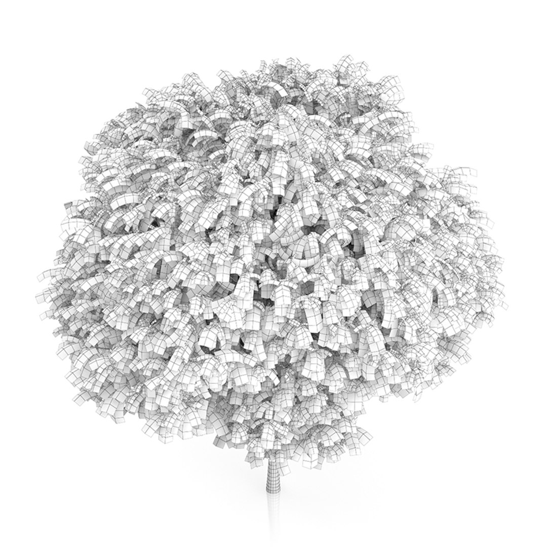 3d Model Staghorn Sumac Tree Rhus