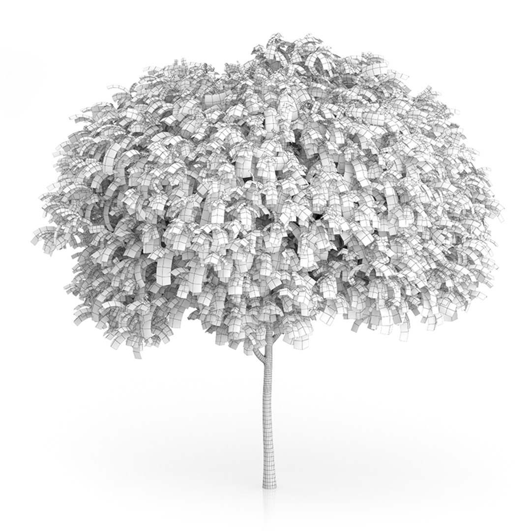 3d Model Staghorn Sumac Tree Rhus