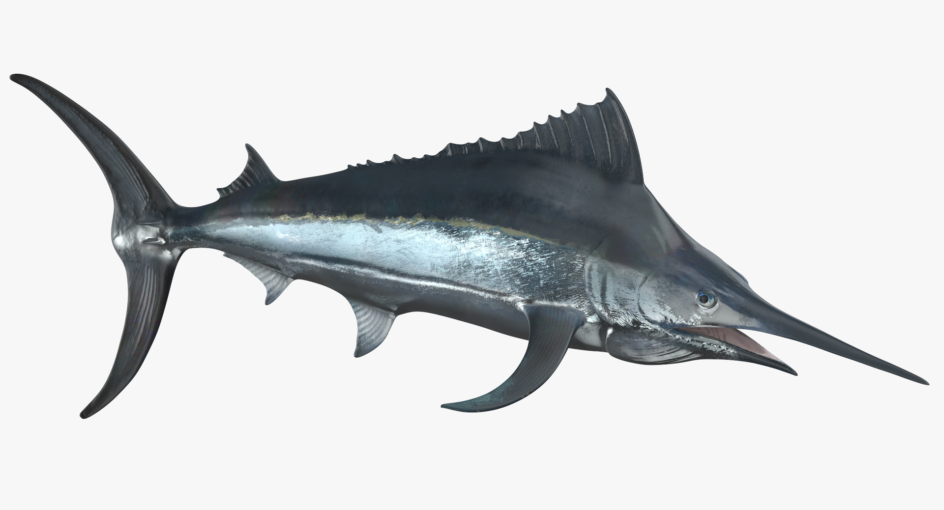 Black marlin 3D model - TurboSquid 1390971