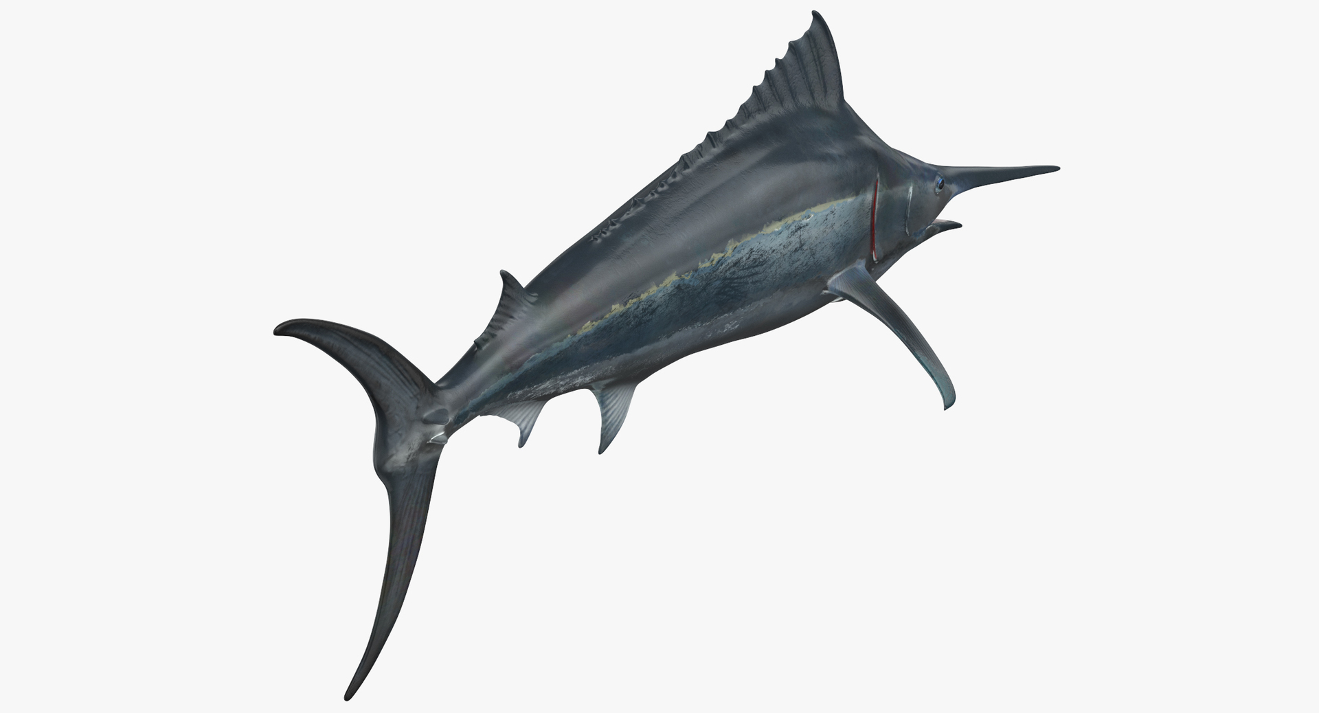 Black marlin 3D model - TurboSquid 1390971