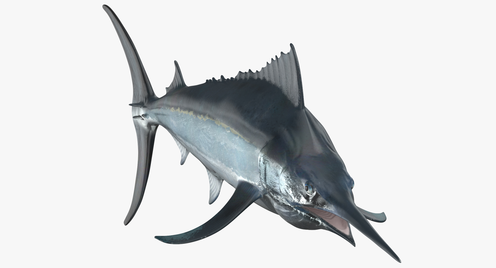 Black marlin 3D model - TurboSquid 1390971