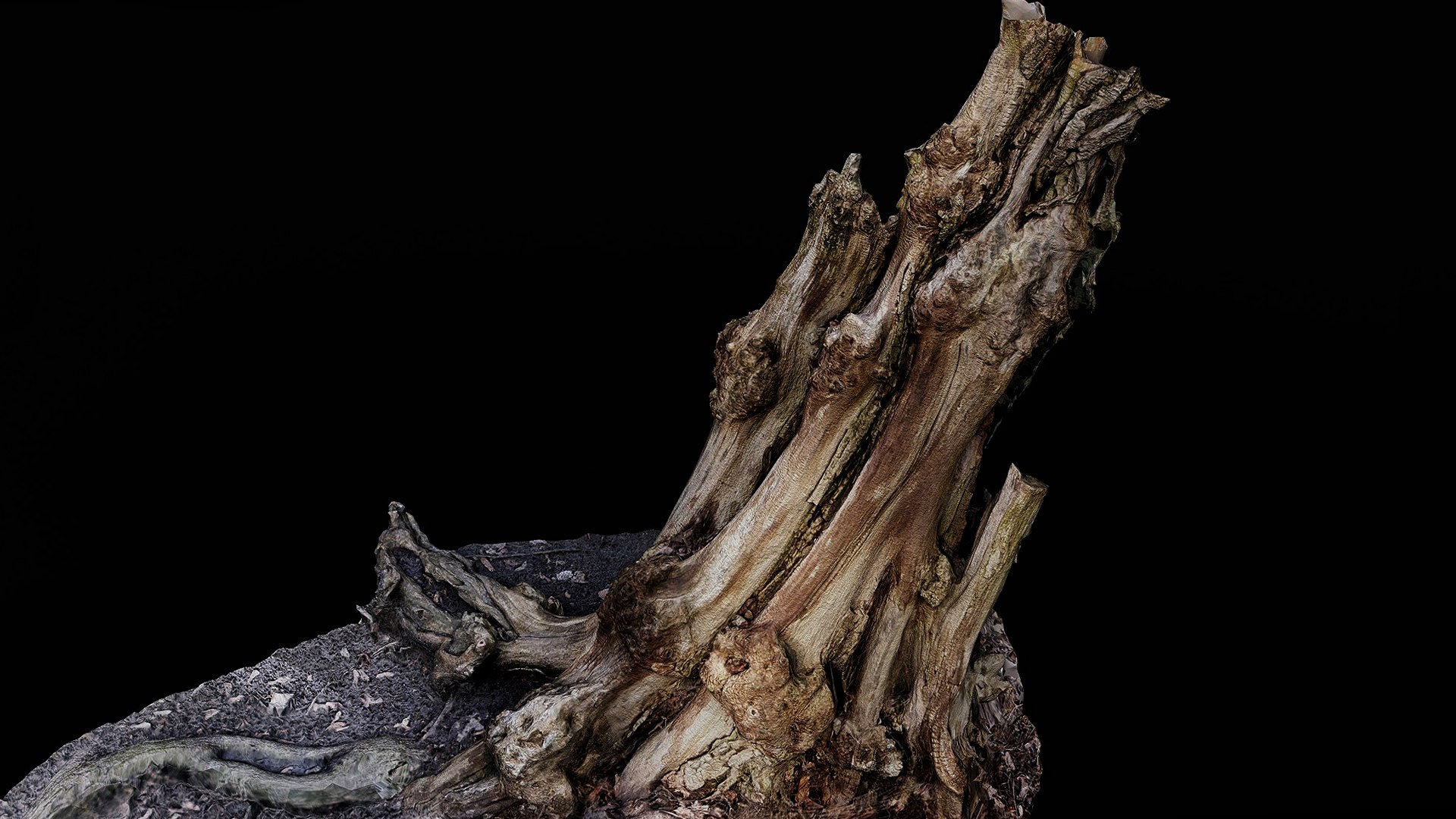 3D Old Tree Broken Stump Photogrammetry Model - TurboSquid 2375154