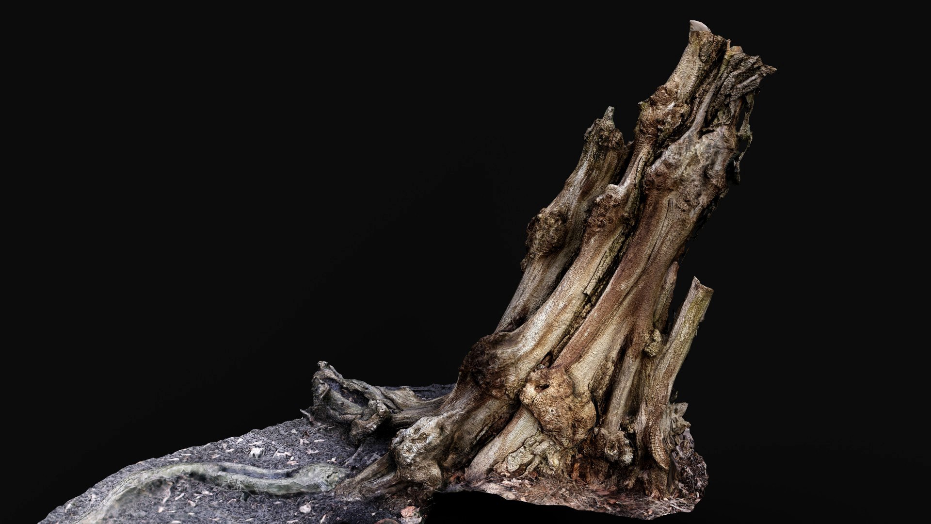 3D Old Tree Broken Stump Photogrammetry Model - TurboSquid 2375154