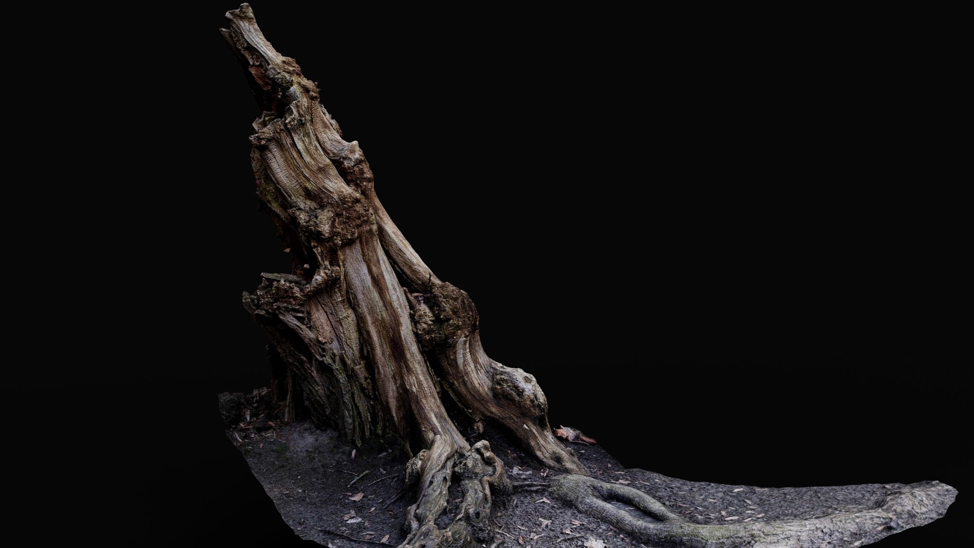 3D Old Tree Broken Stump Photogrammetry Model - TurboSquid 2375154