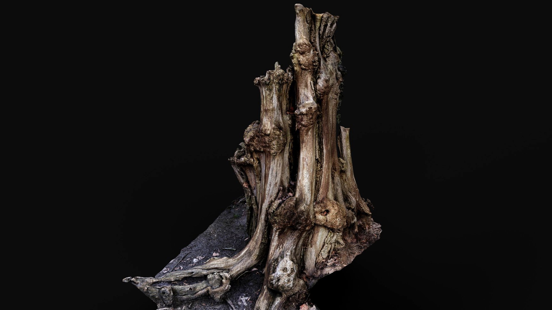 3D Old Tree Broken Stump Photogrammetry Model - TurboSquid 2375154