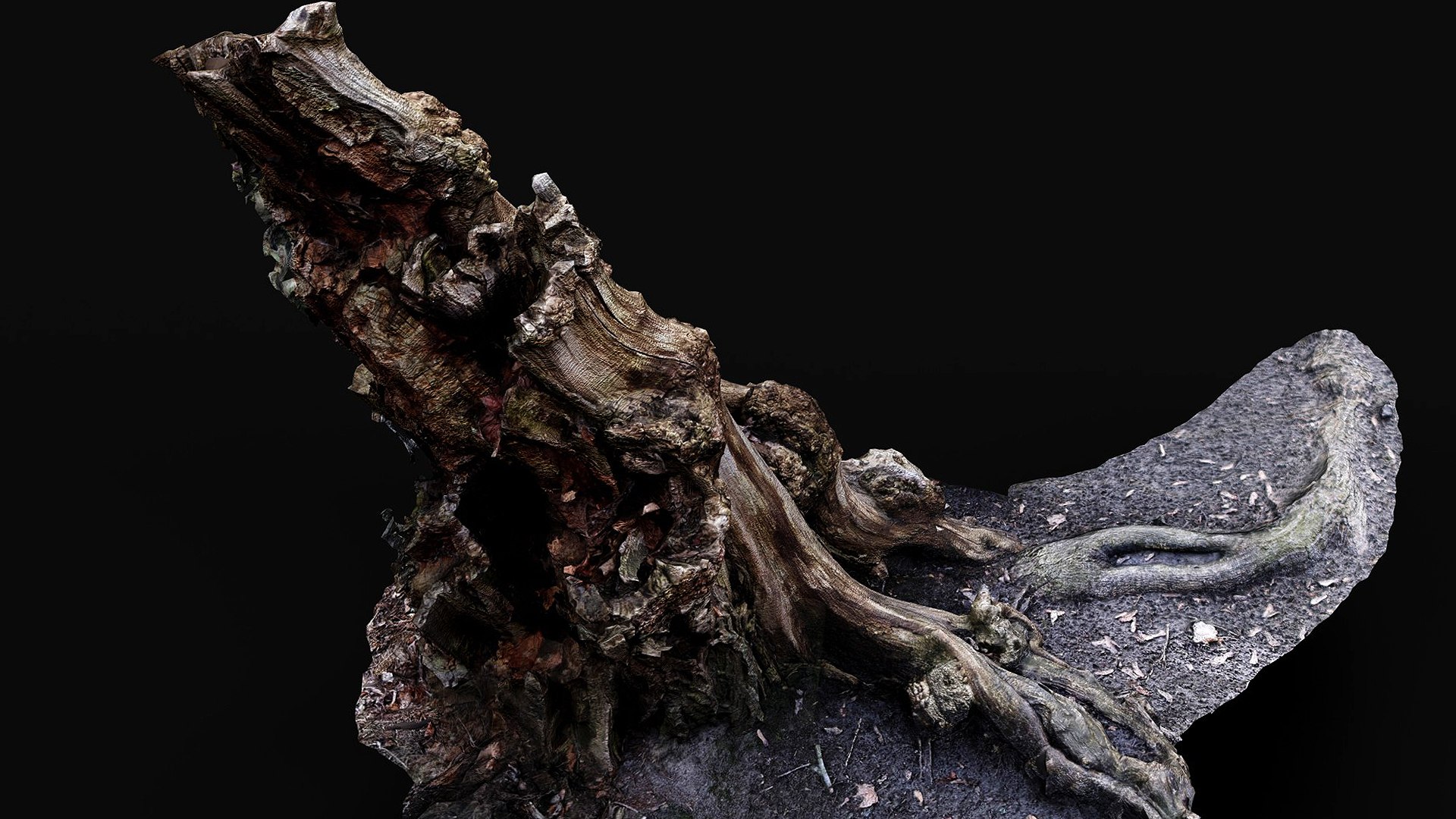 3D Old Tree Broken Stump Photogrammetry Model - TurboSquid 2375154
