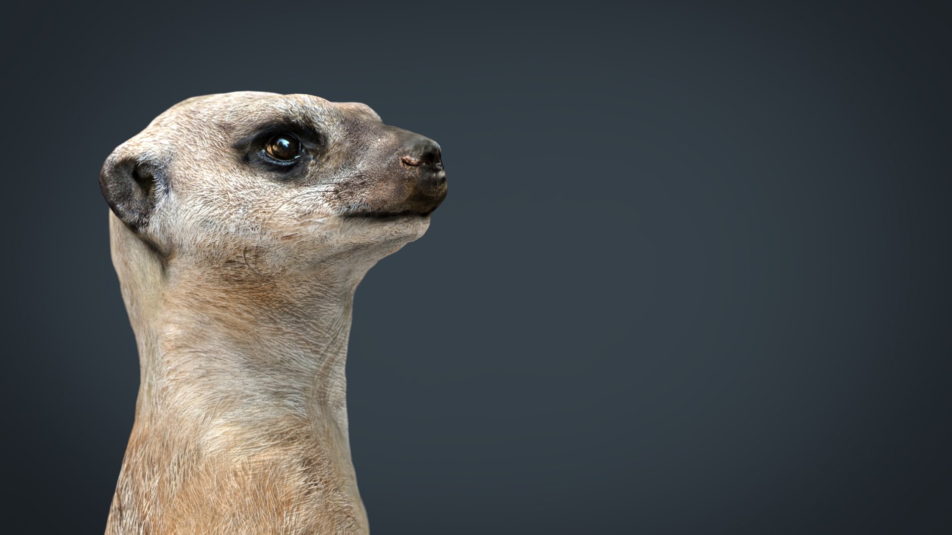 Meerkat 3D Model - TurboSquid 1168081