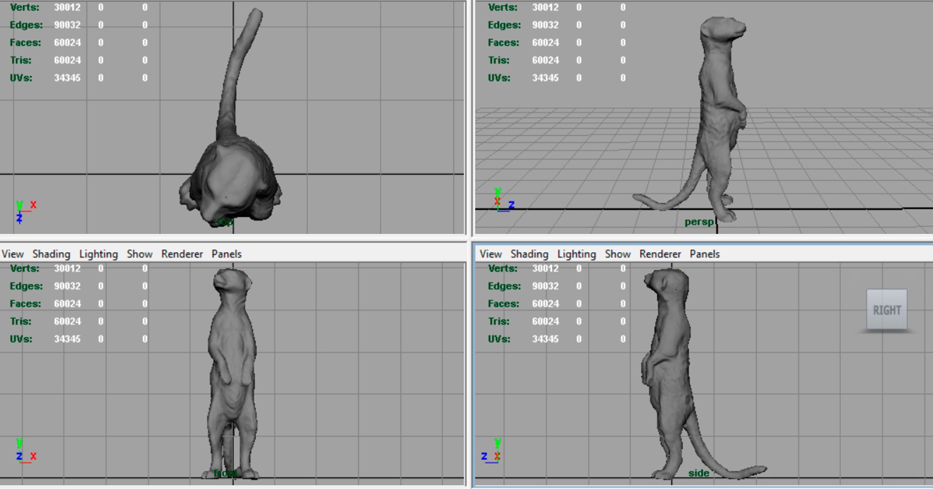 Meerkat 3D Model - TurboSquid 1168081