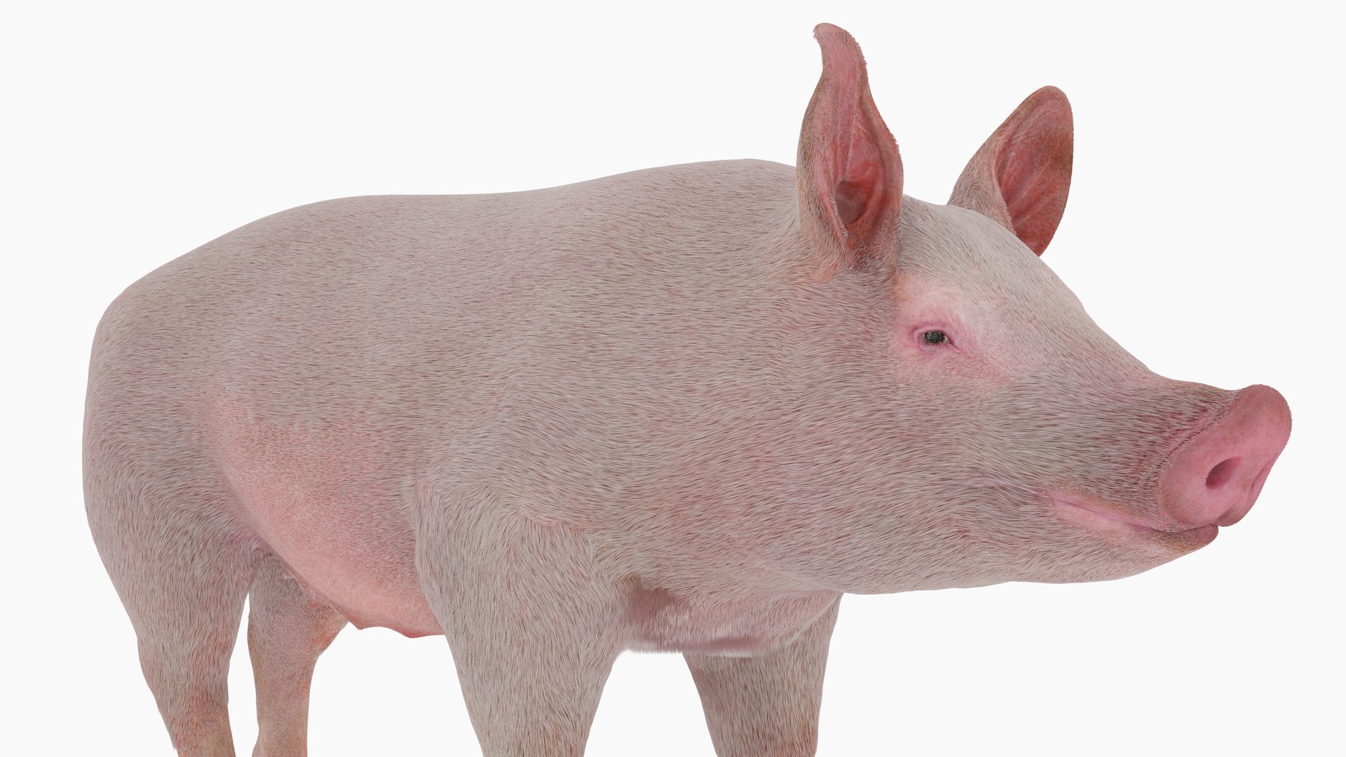 3D Pig - TurboSquid 1790822