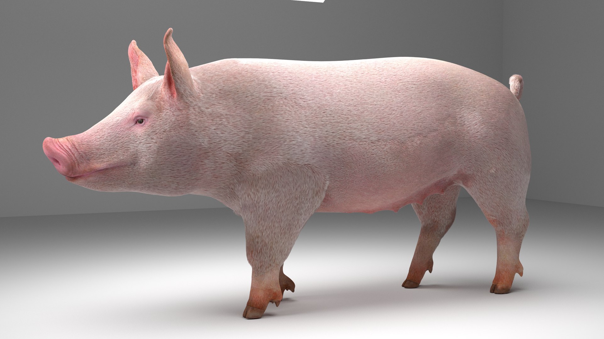 3D Pig - TurboSquid 1790822