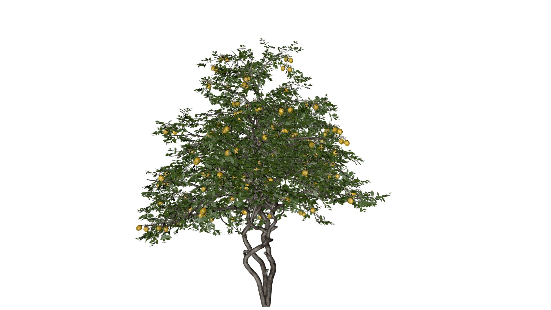 3D Lemon Tree - 06 - Model - TurboSquid 2376780