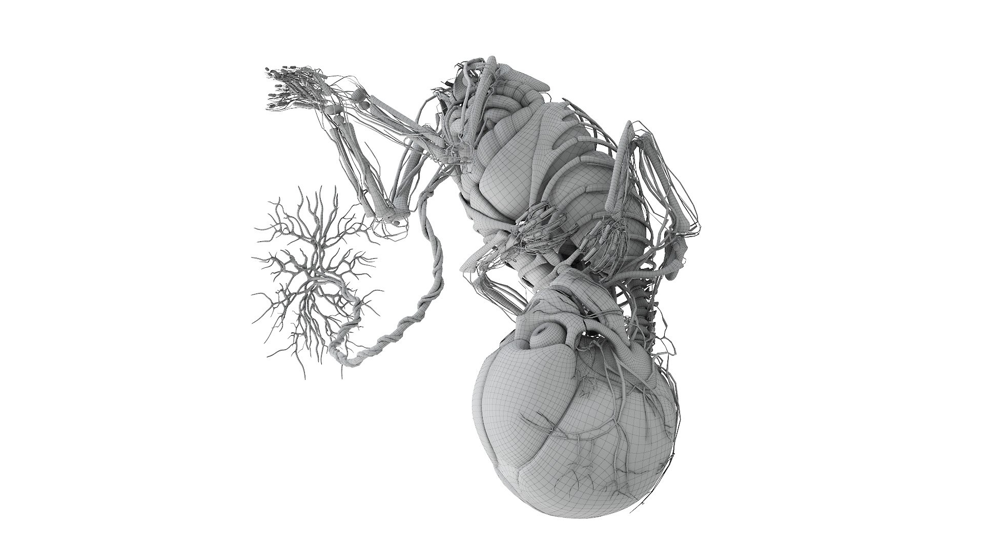 3D Fetus Anatomy Week 37 Static - TurboSquid 1832707