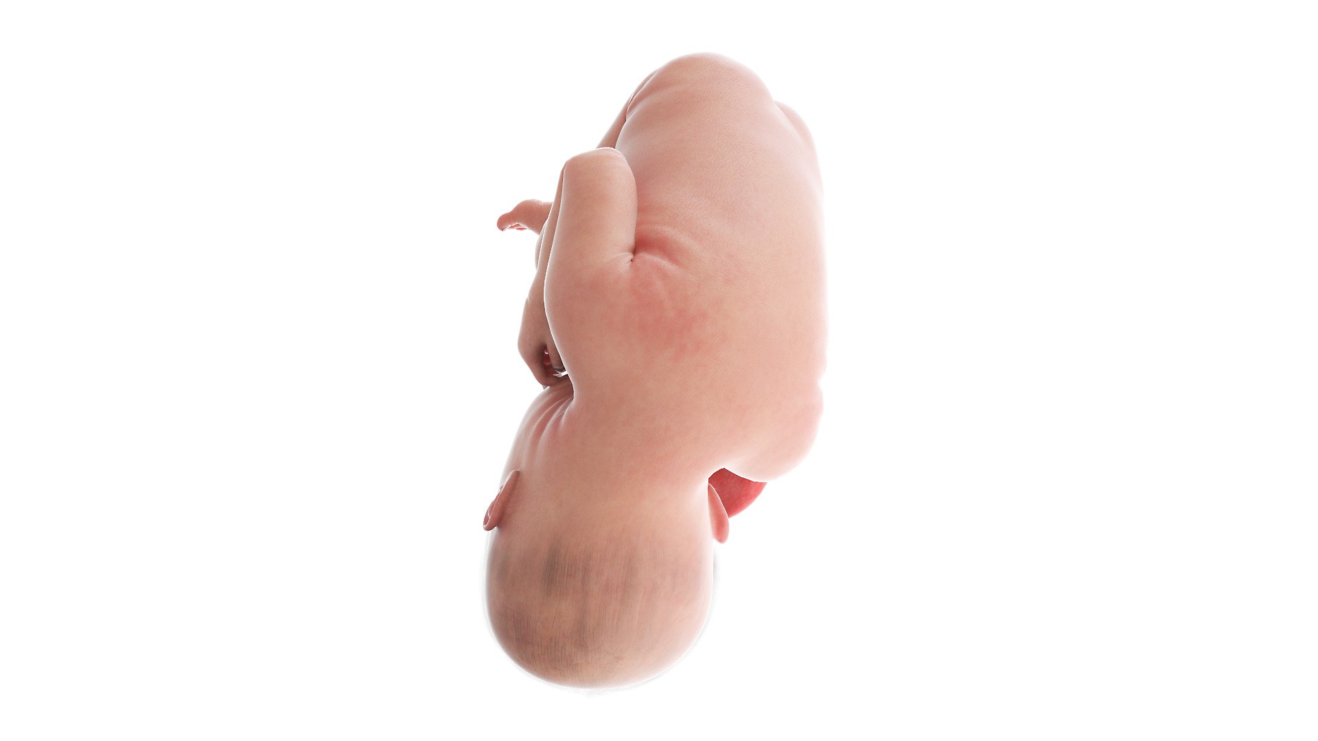 3D Fetus Anatomy Week 37 Static - TurboSquid 1832707