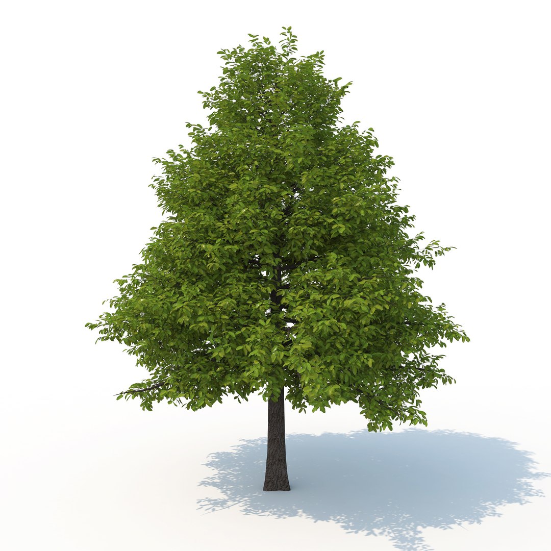 3D model black tupelo tree 1 - TurboSquid 1442079