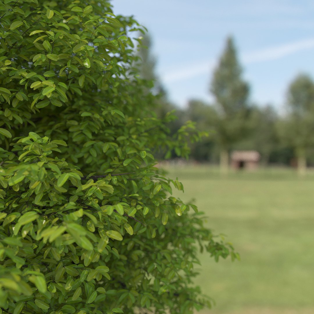 3D model black tupelo tree 1 - TurboSquid 1442079