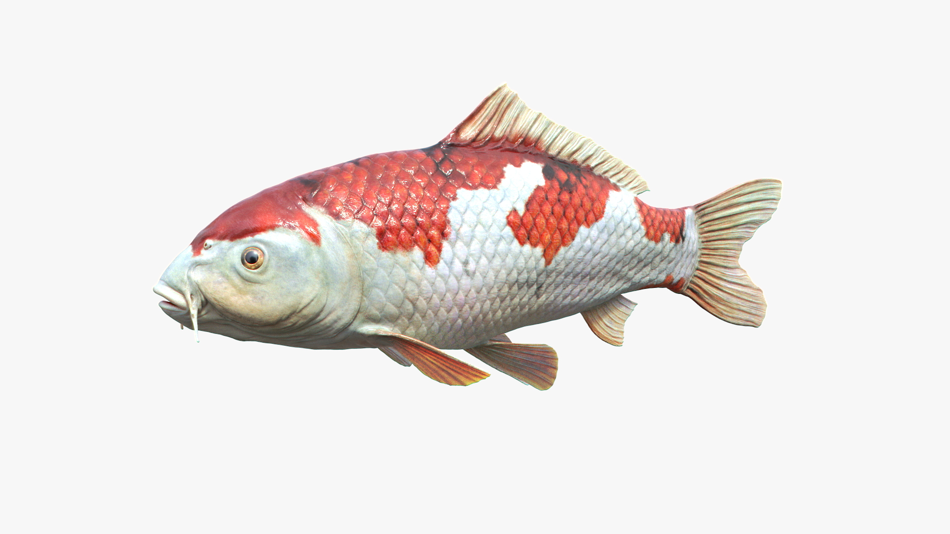 3D Model Koi Carp - TurboSquid 1474790