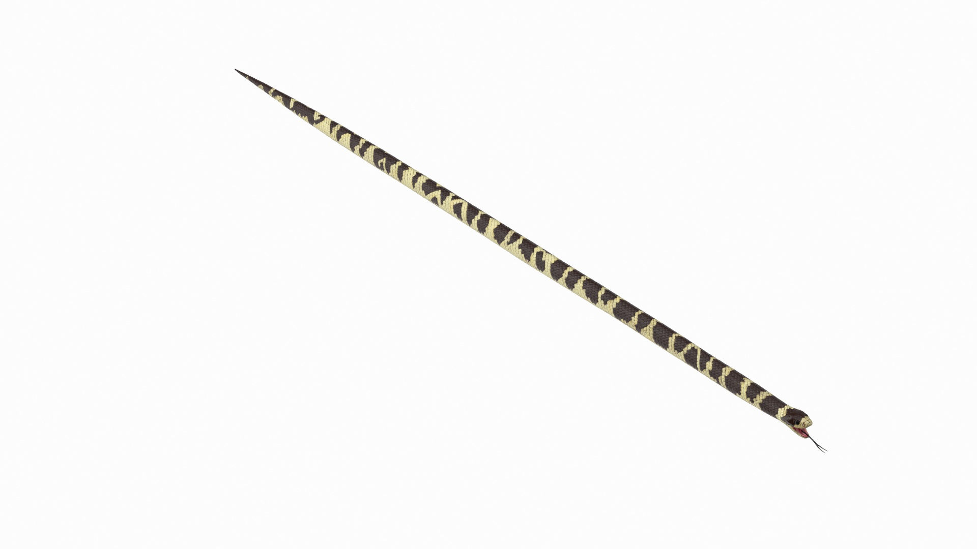 California Kingsnake Rigged For Modo 3D Model - TurboSquid 1980940