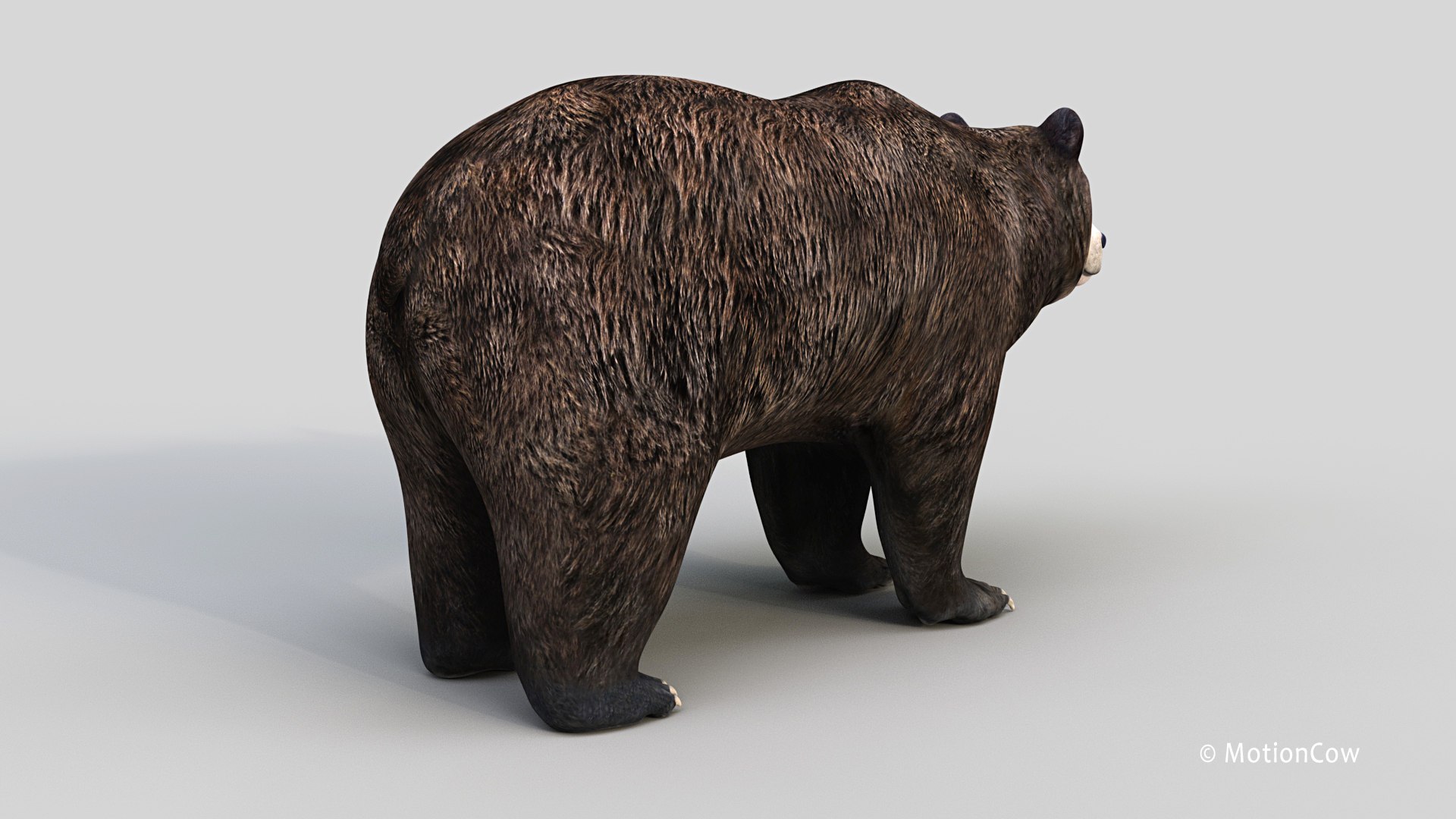 3D Model Realistic Brown - TurboSquid 1455216